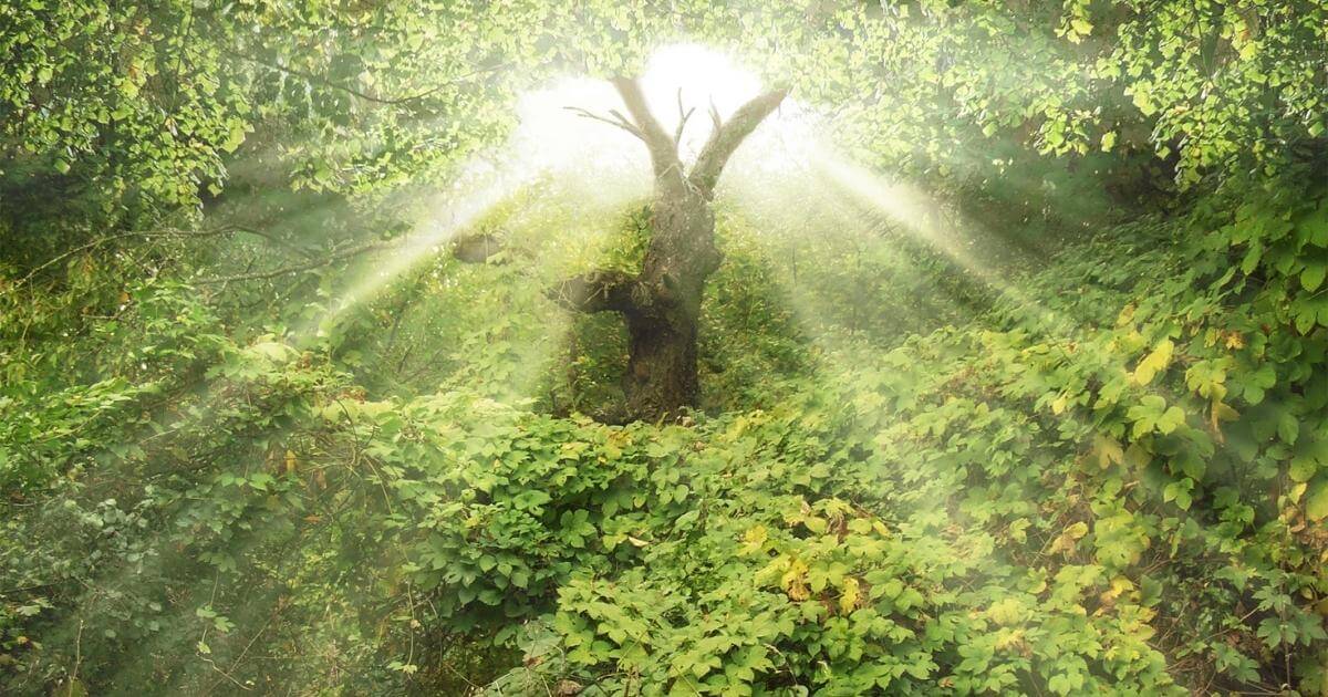 Veganism in the Messianic Age: Returning to Eden's Ideals